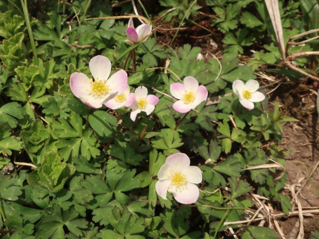 伊吹山の山頂を楽しむ: ガシラッコの自然観察日記