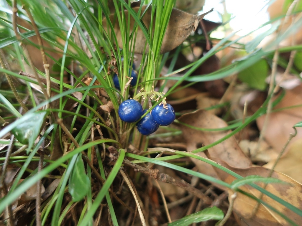 今年最初のハイキングは鎌倉: ガシラッコの自然観察日記